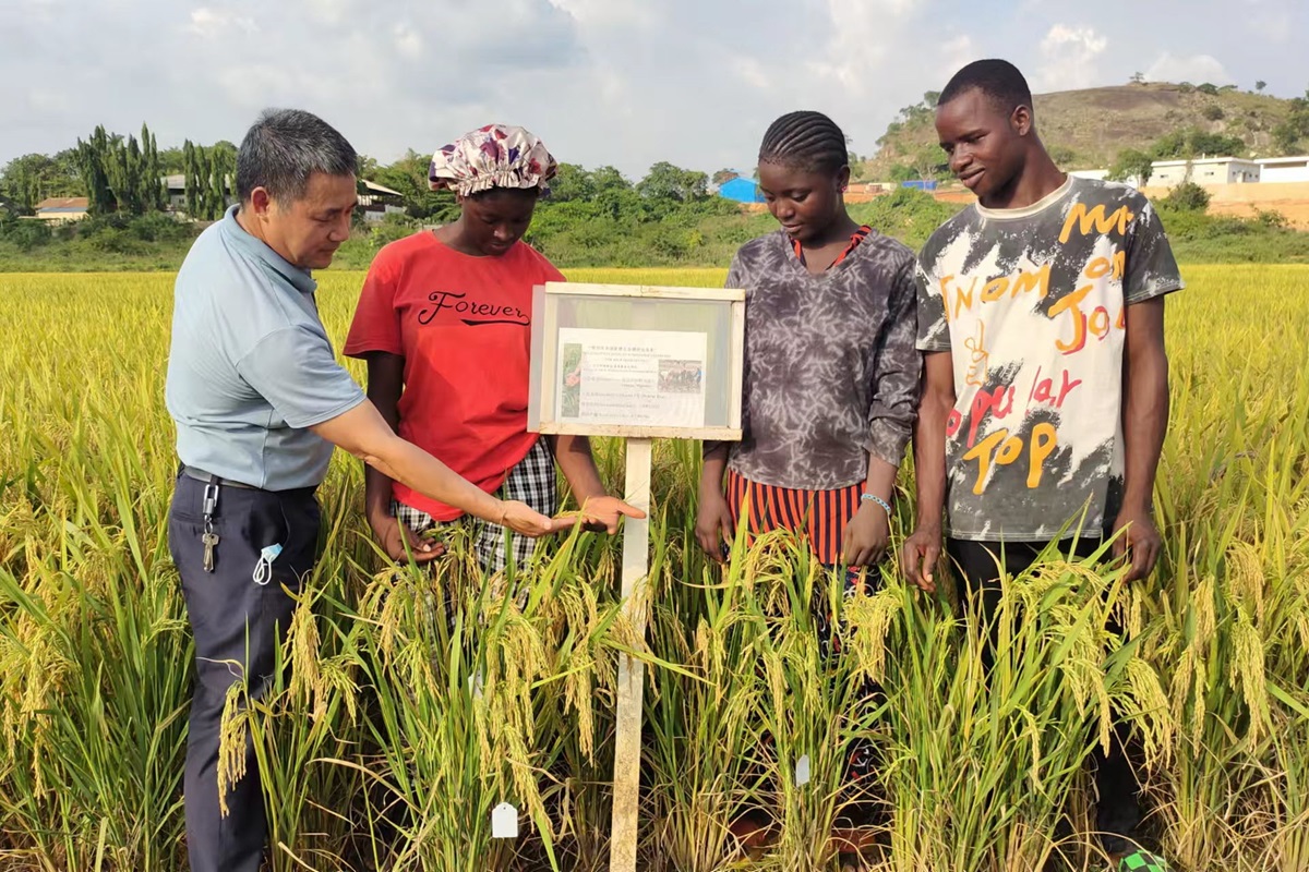 Helping West African countries strengthen rice seed systems