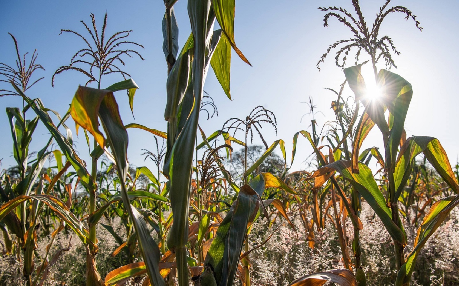 The Climate-Resilient Crop Helping African Farmers Respond to Climate ...