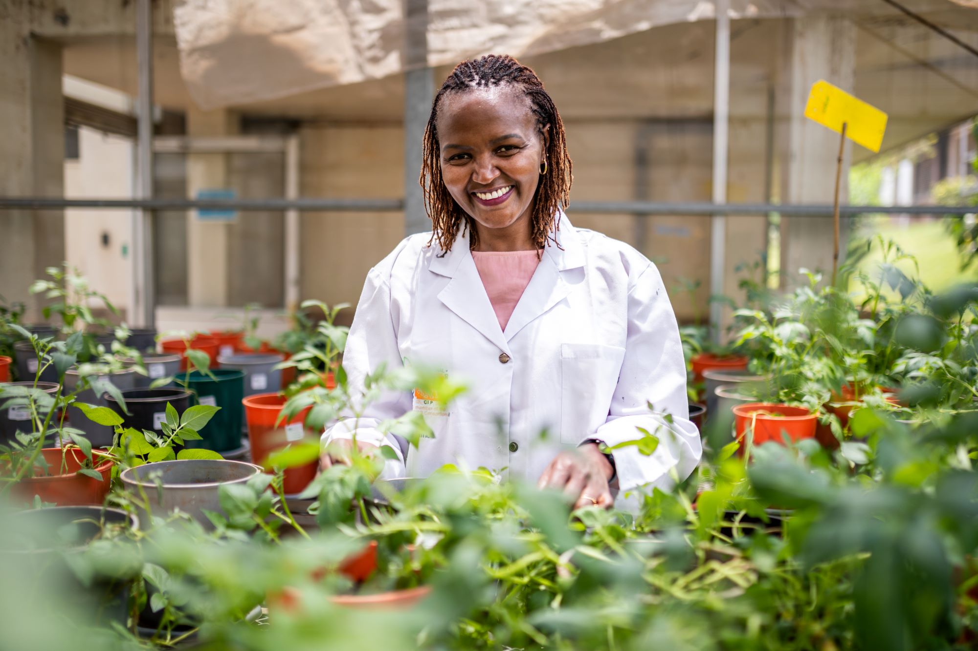 The Climate-Resilient Crop Helping African Farmers Respond to Climate ...