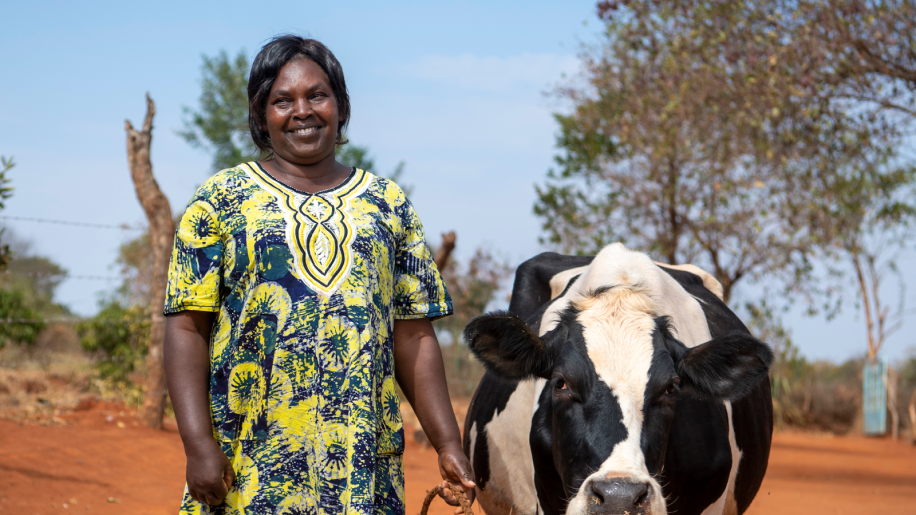 Breeding Success: How Better Cows Led to Better Grades