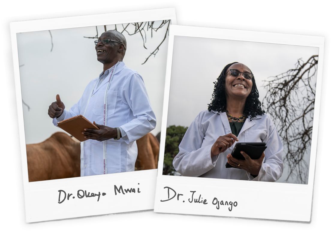 Breeding Success: How Better Cows Led to Better Grades | Bill & Melinda ...