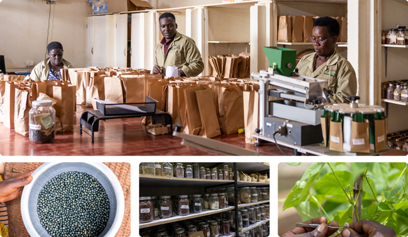 Building Climate Resilient Family Farms with Better Beans