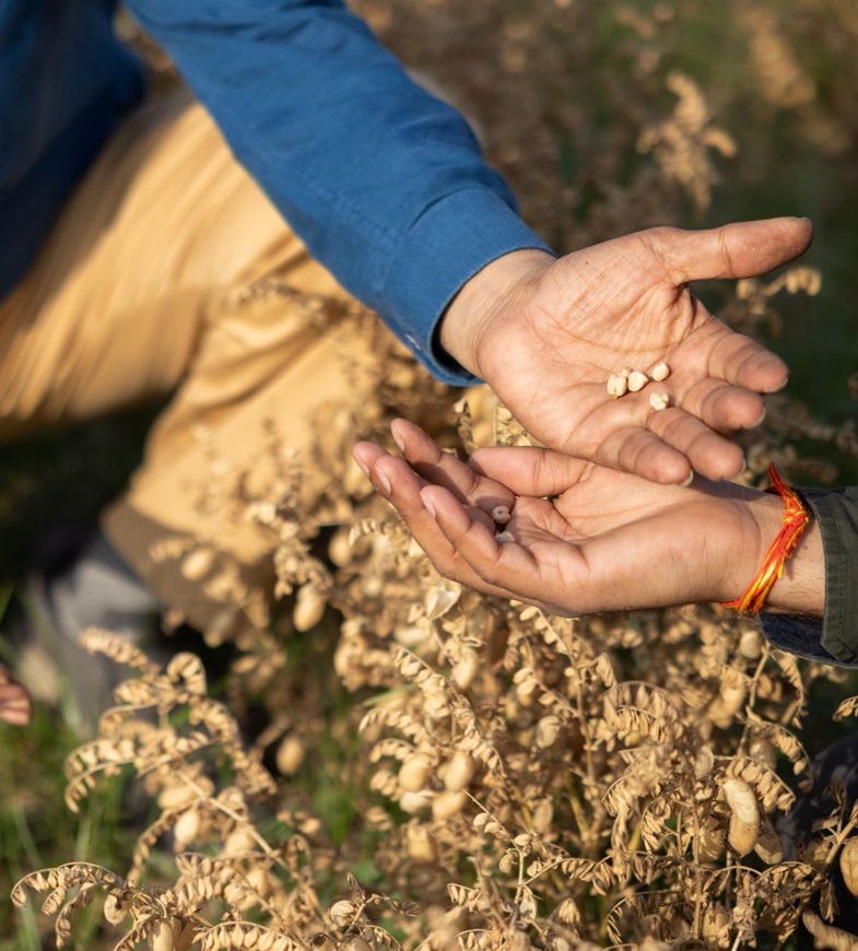 Building Climate Resilient Agriculture with Better Chickpeas