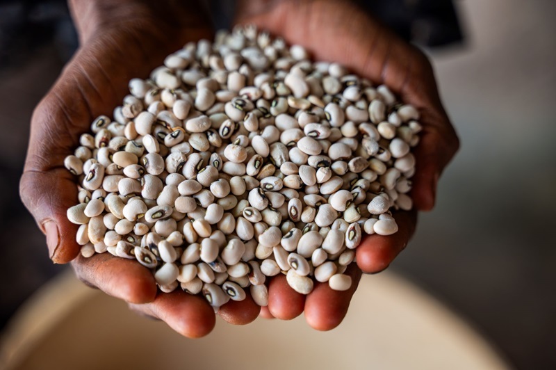 Heritage Crops Help Nigerian Women Farmers Thrive